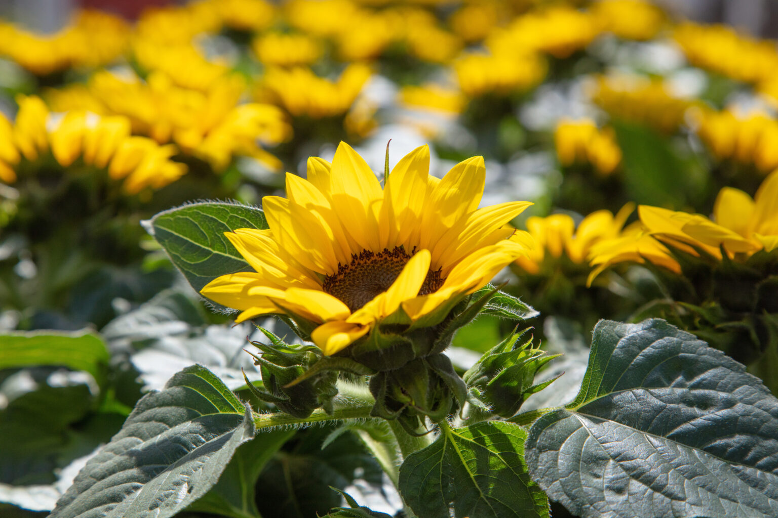 Helianthus Sunsation® Yellow ENG - Sunsation